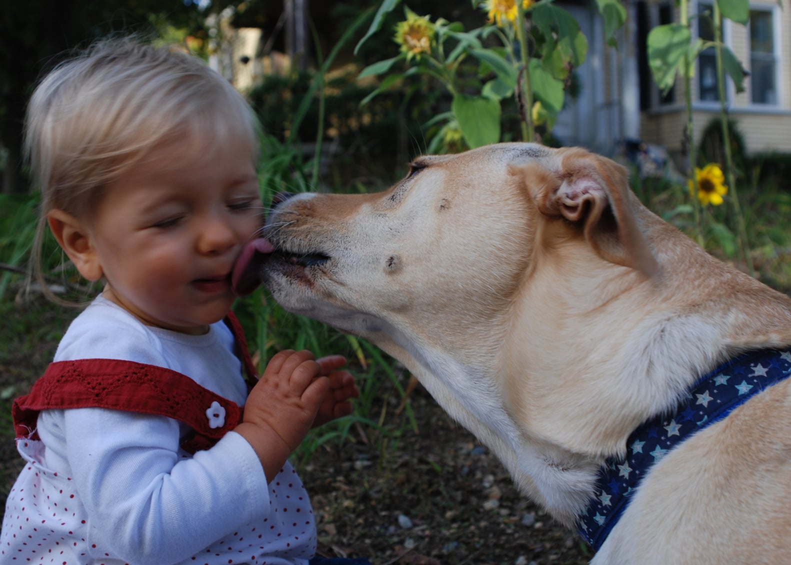 Pets Kissing | Pictures | PS Pets