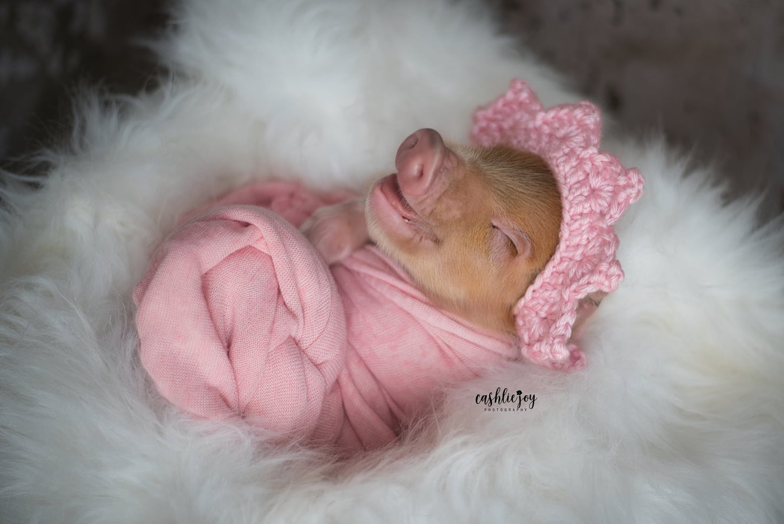 Adorable Newborn Piglet Photo Shoot Pictures | PS Pets