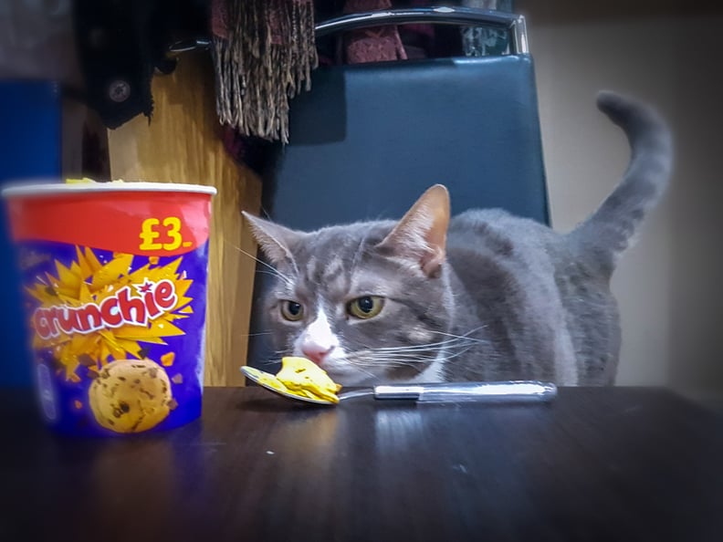 Photos of Man Eating Meals With His Cat | POPSUGAR Pets