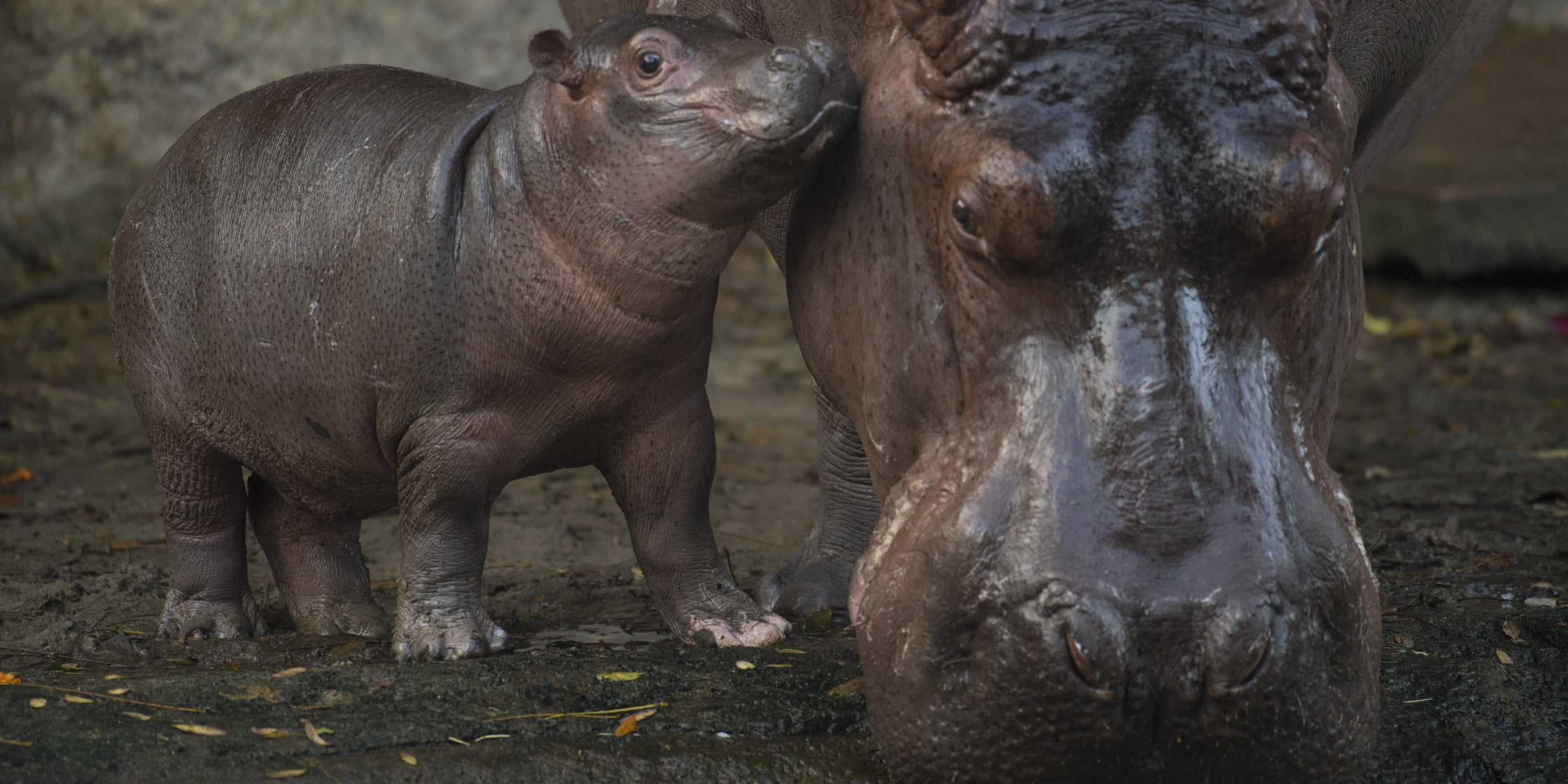 How to Watch Disney Animals Videos from Disney Junior | POPSUGAR Family