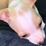 Lizzo's Crew Member Adopts a Rescue Puppy While on Tour | POPSUGAR Pets