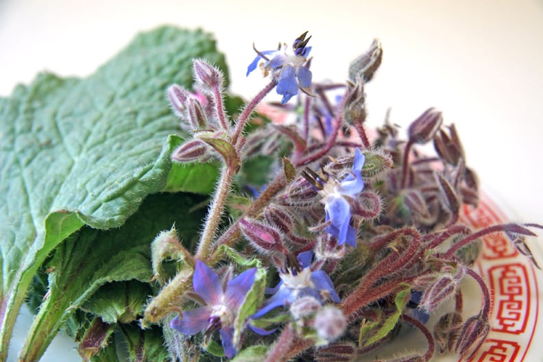 Uses For Borage | POPSUGAR Food