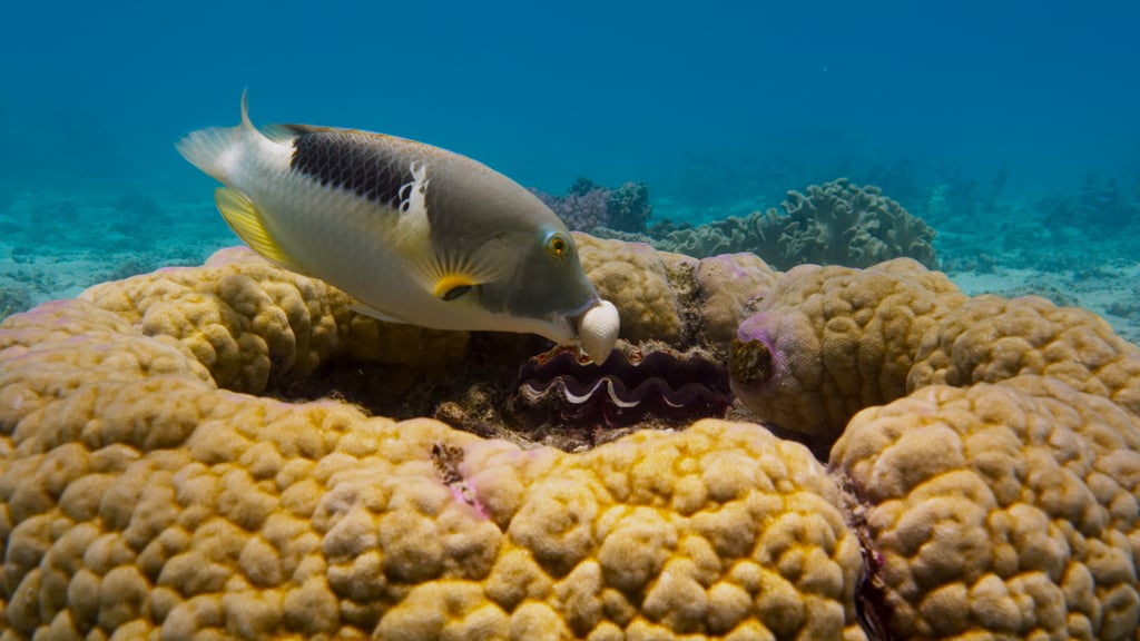 An orange dotted tuskfish in Australia. | Planet Earth: Blue Planet II ...