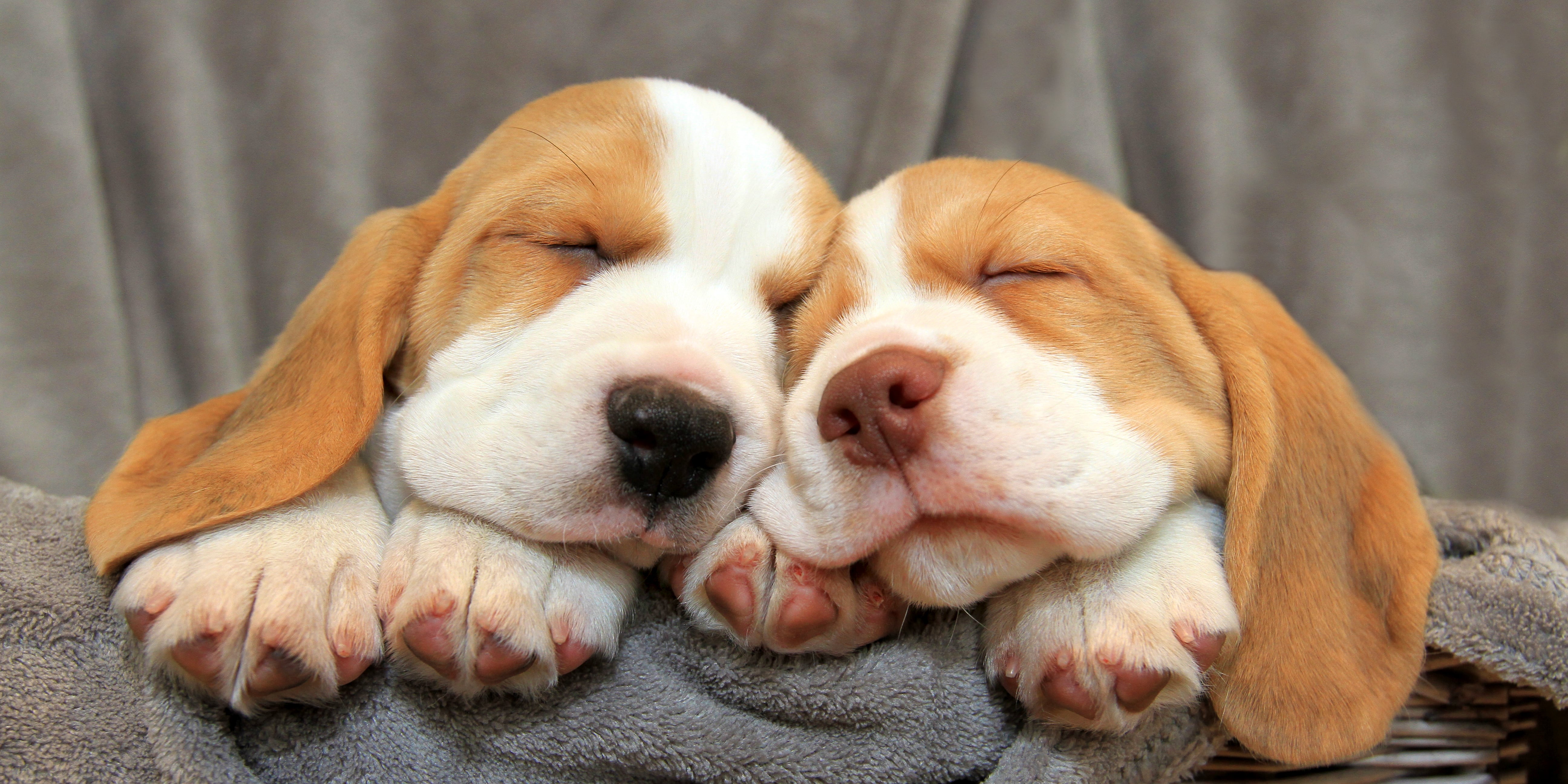 Cutest Pictures of Beagles | POPSUGAR Pets