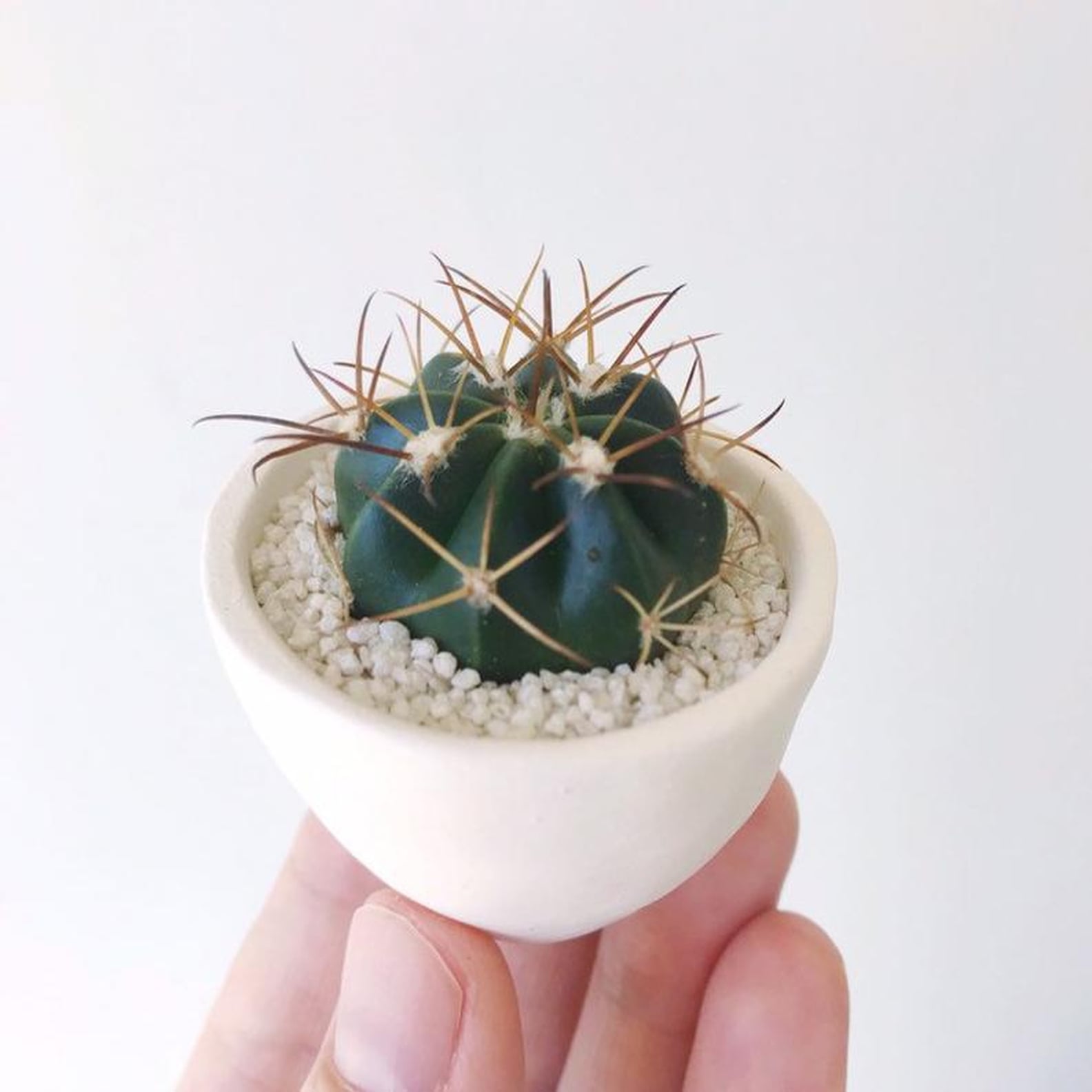 Cute Micro Succulents You Can Buy on Etsy | PS Home