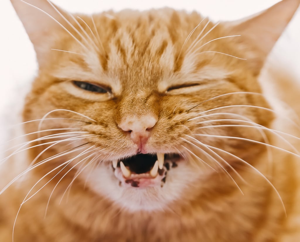 Funny Photos Of Evil Cats POPSUGAR Pets Photo 45