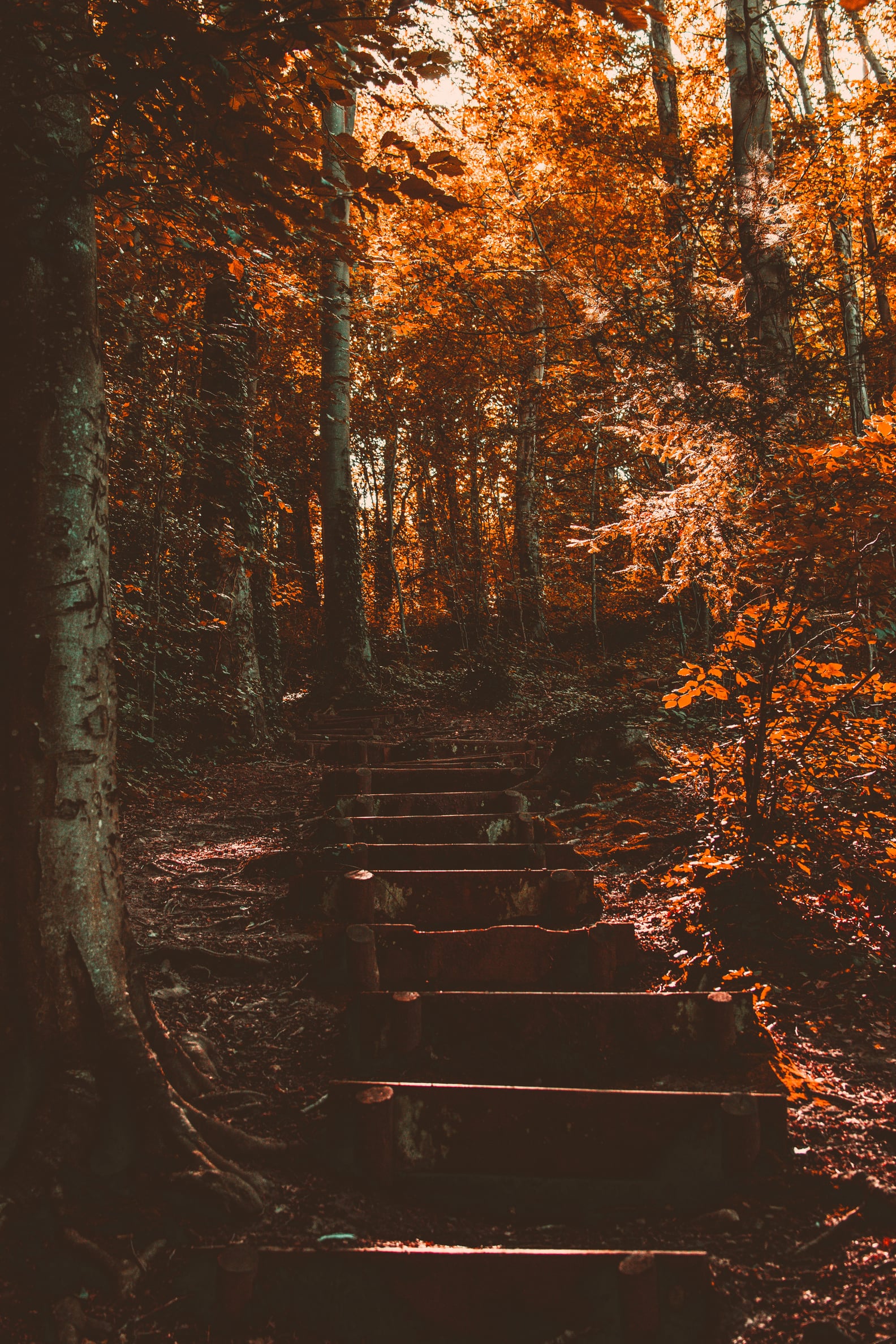 Pretty Pictures of Fall | PS Smart Living