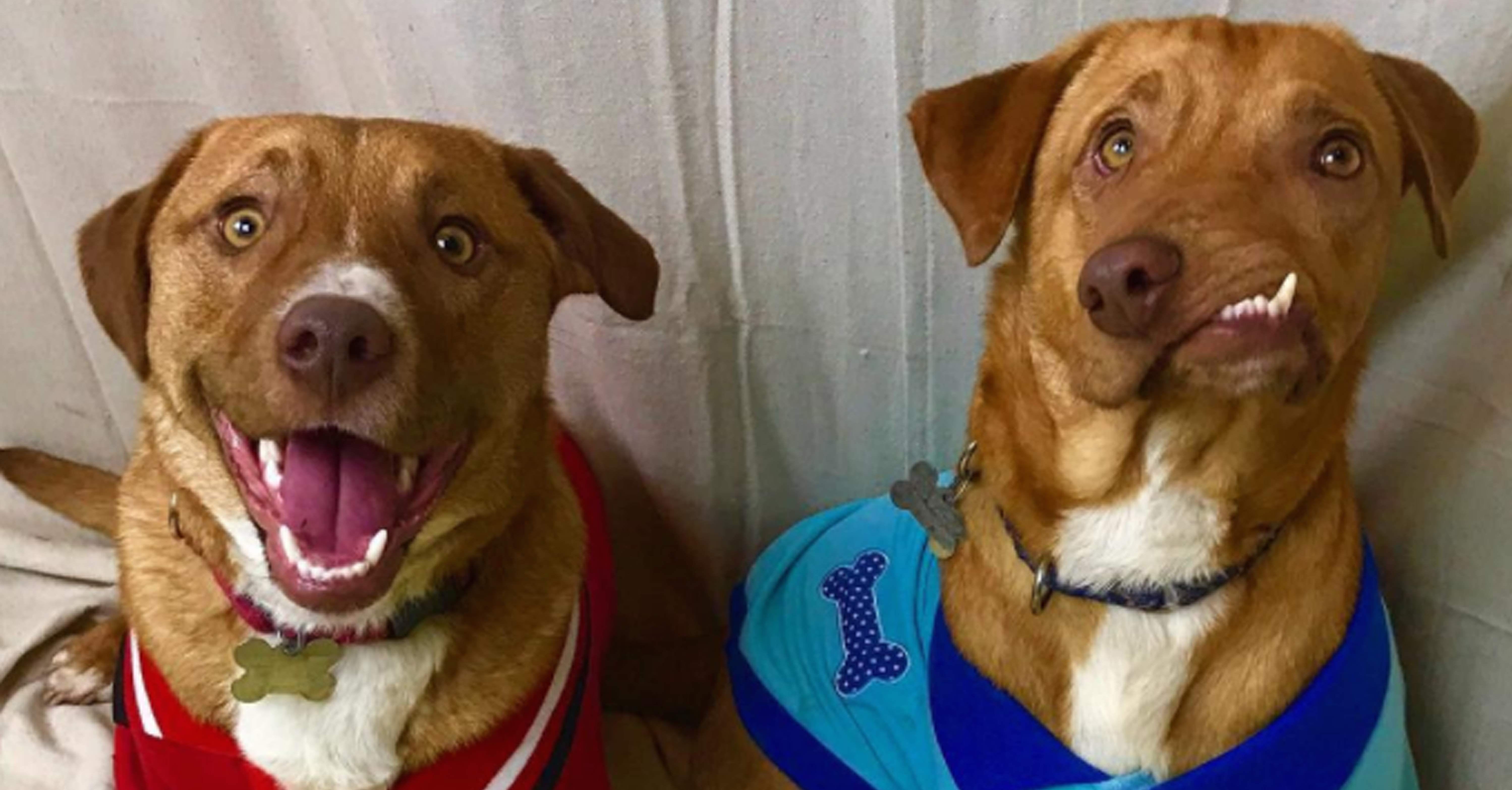 Picasso, the Dog With Deformed Face | POPSUGAR Pets