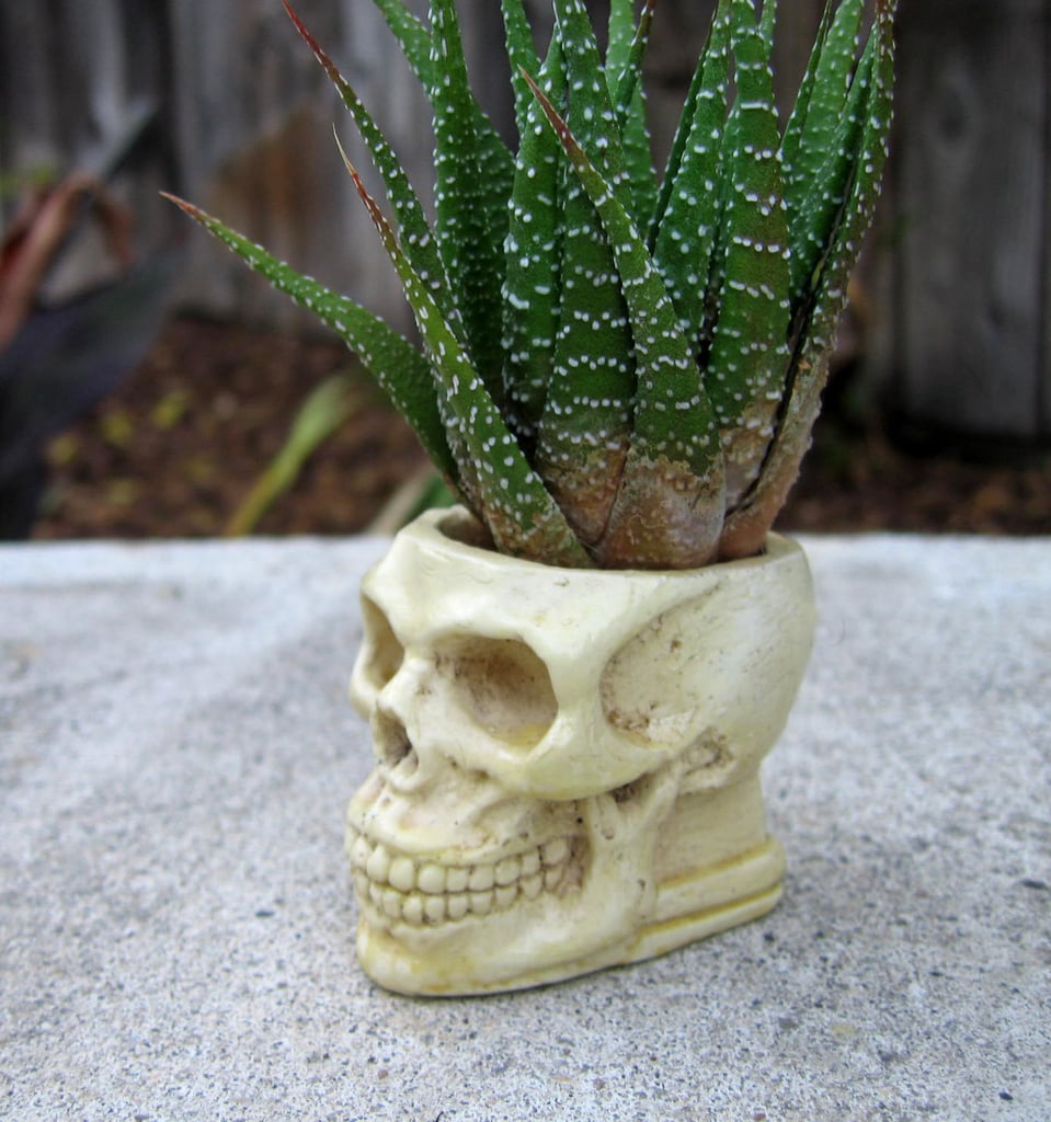 Skull Succulent Planters | POPSUGAR Home