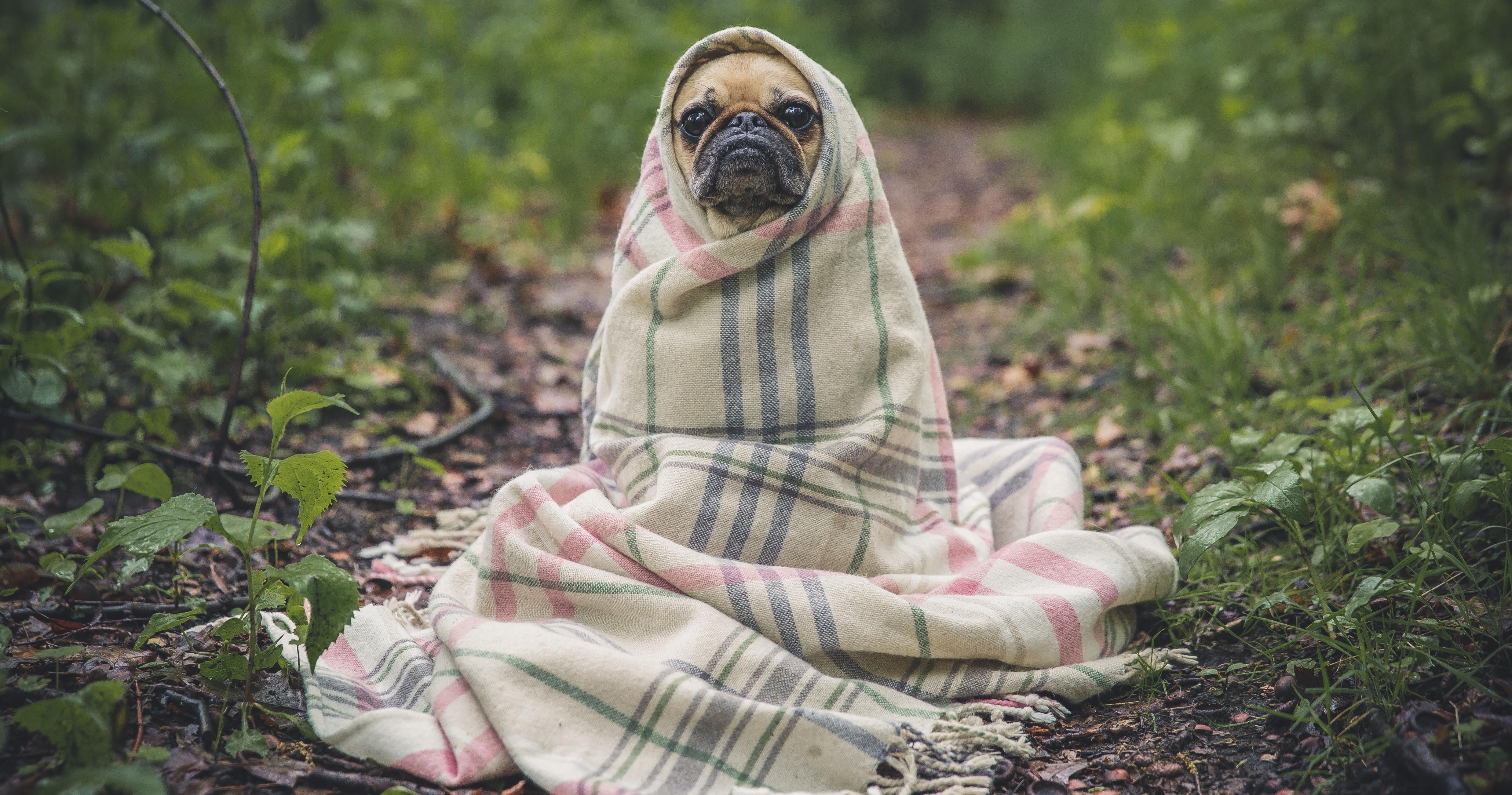 Canine Flu: Symptoms, Causes, and Treatment | PS Family