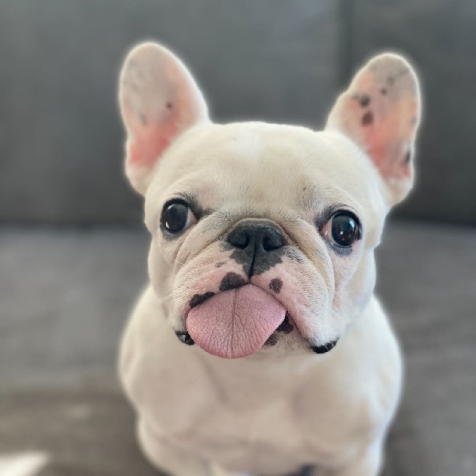Where to Find the Pets of Netflix's Pet Stars on Instagram | PS Pets