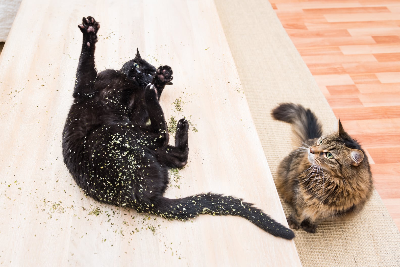 Cats on Catnip Photo Series | PS Family