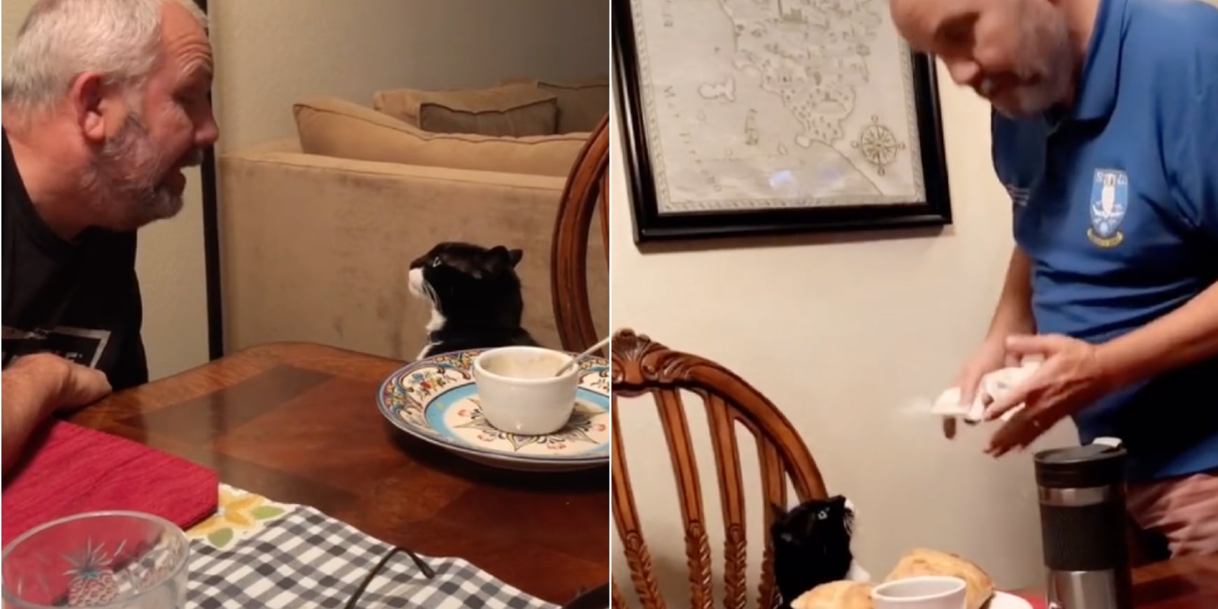 TikTok Videos of Spoiled Cat Eating at Dinner Table With Dad | PS Pets