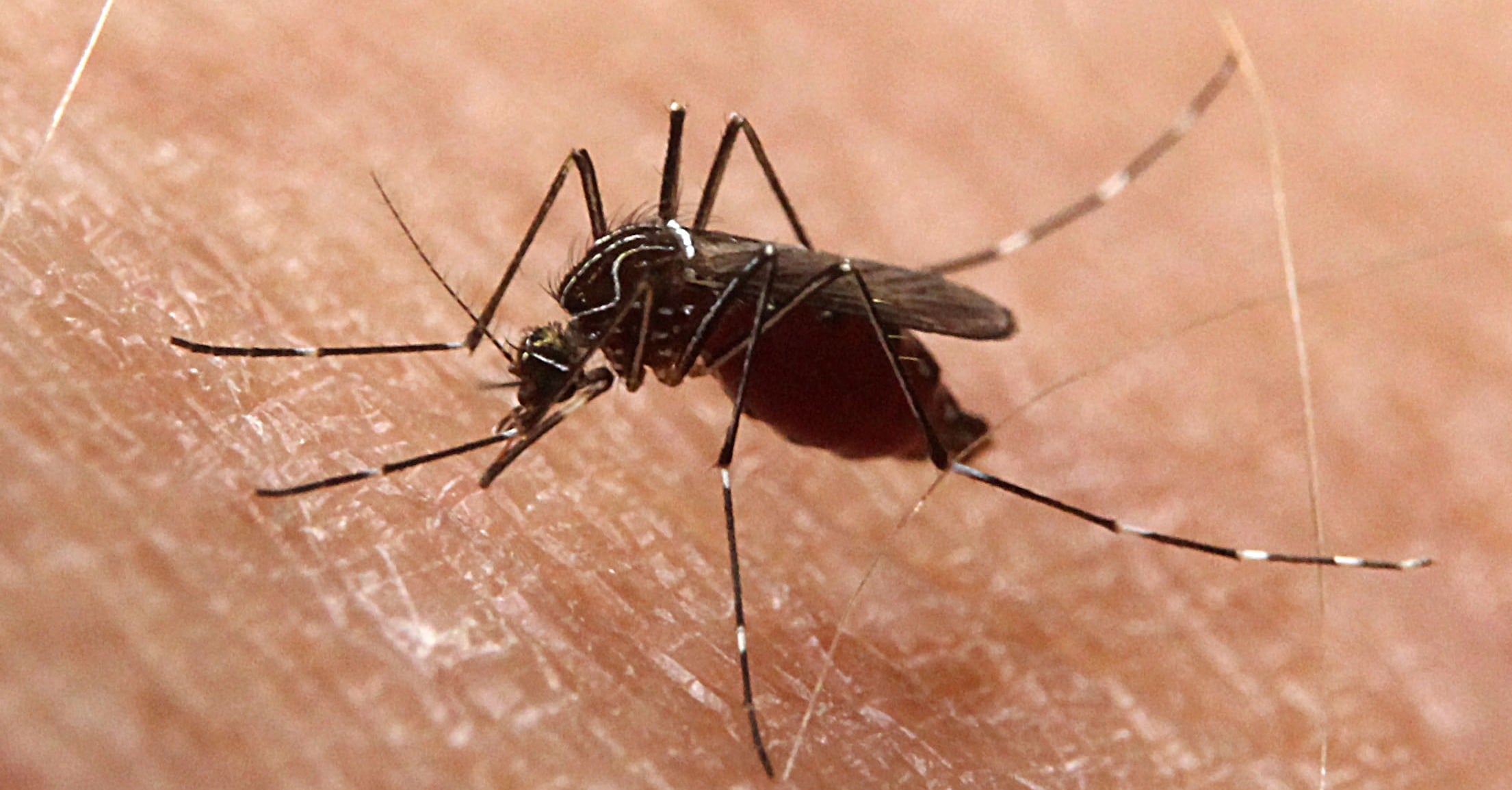 What Is Skeeter Syndrome? | PS Family