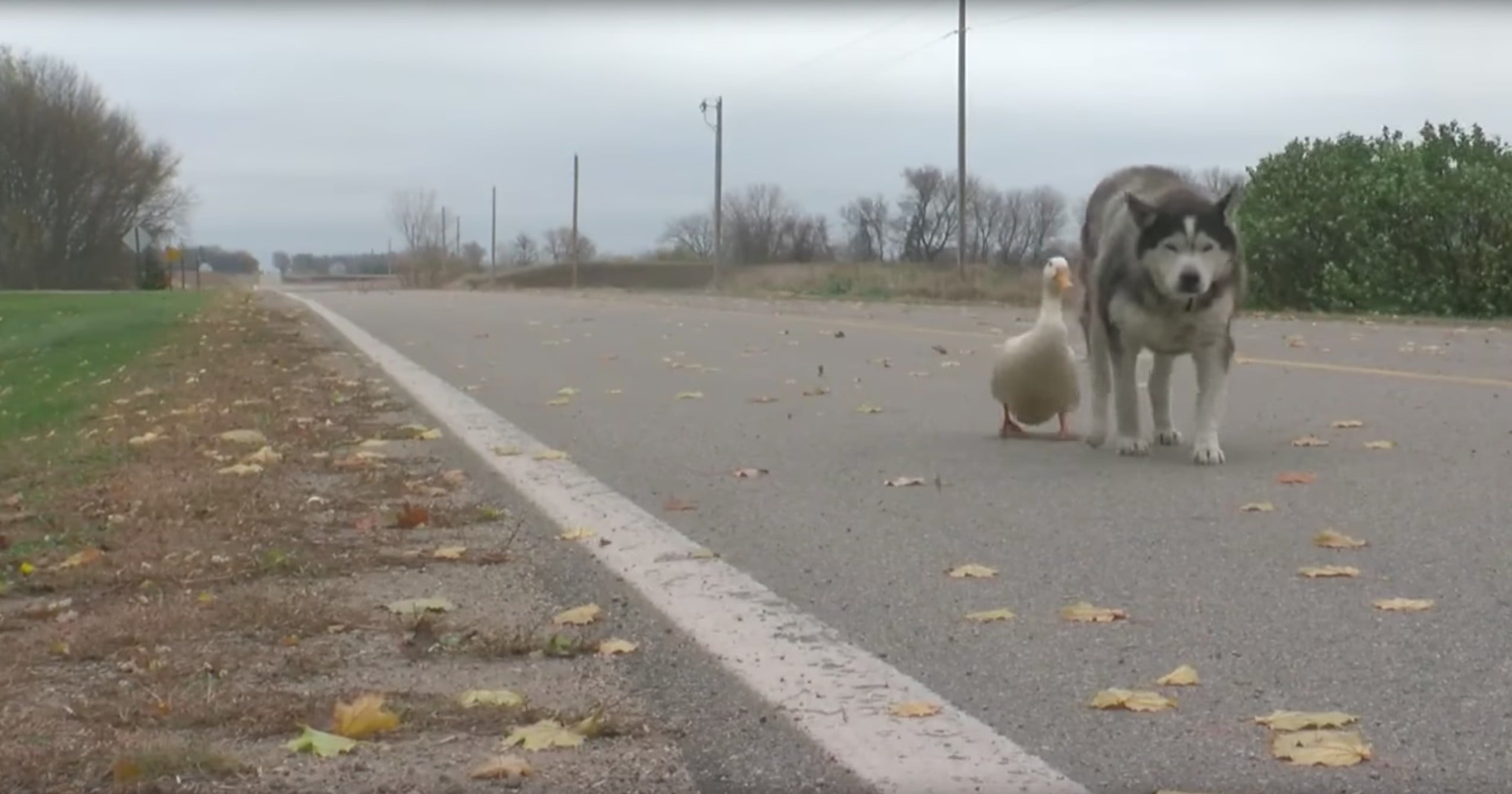 Best Friends Max the Dog, Quackers the Duck in Minnesota | PS News