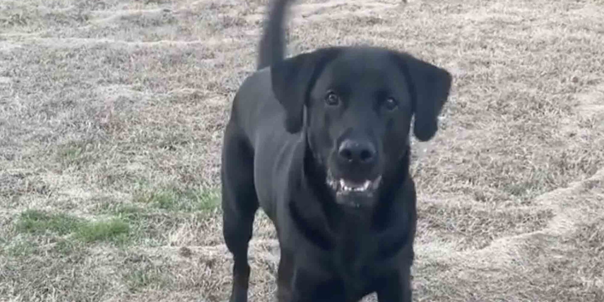 Video of Black Lab Waiting to Play Frisbee | POPSUGAR Pets