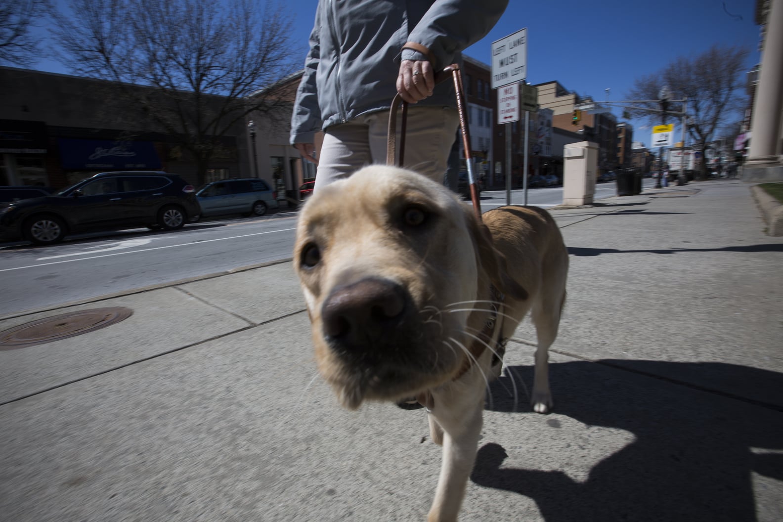 Seeing-Eye-Dog School Photos | PS Pets