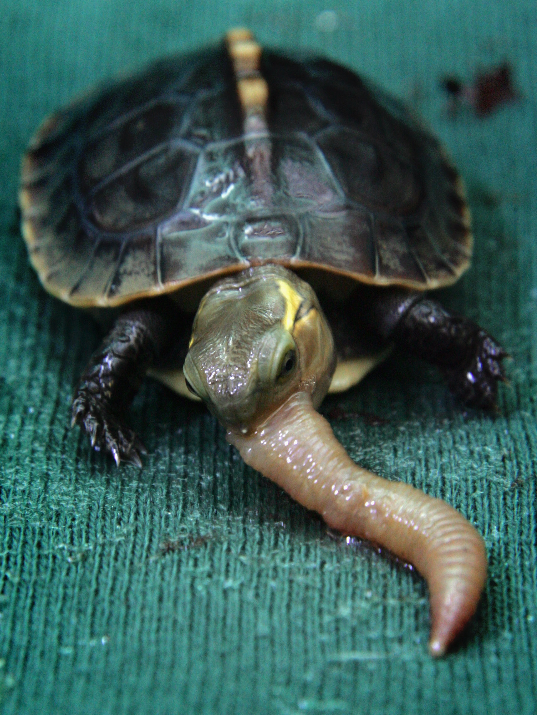 The Scoop: Endangered Chinese Box Turtle Born in Bristol | POPSUGAR Pets